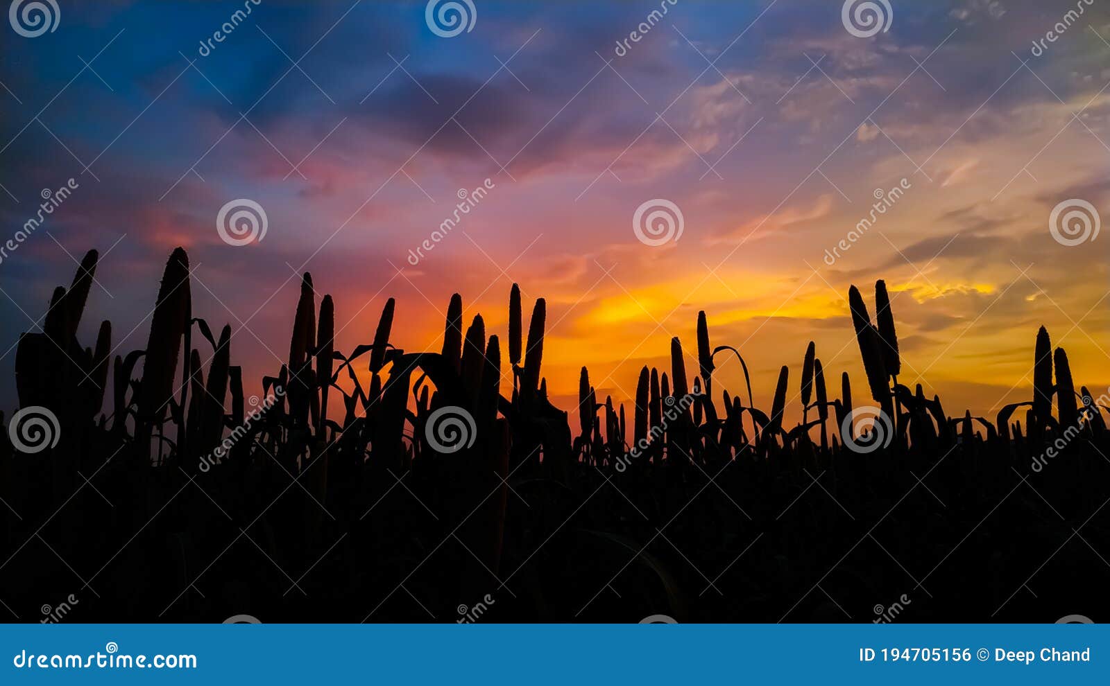 Sunset at the Countryside Where Millet Fields Stock Photo - Image of ...