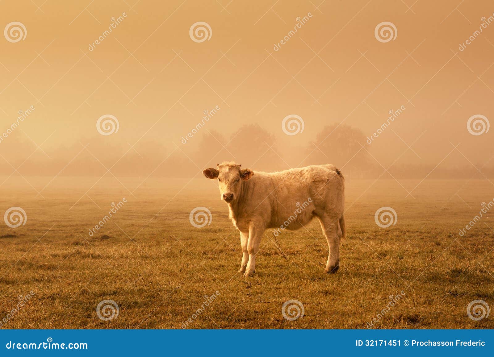Sunset cow stock image. Image of animals, copy, cattle - 32171451