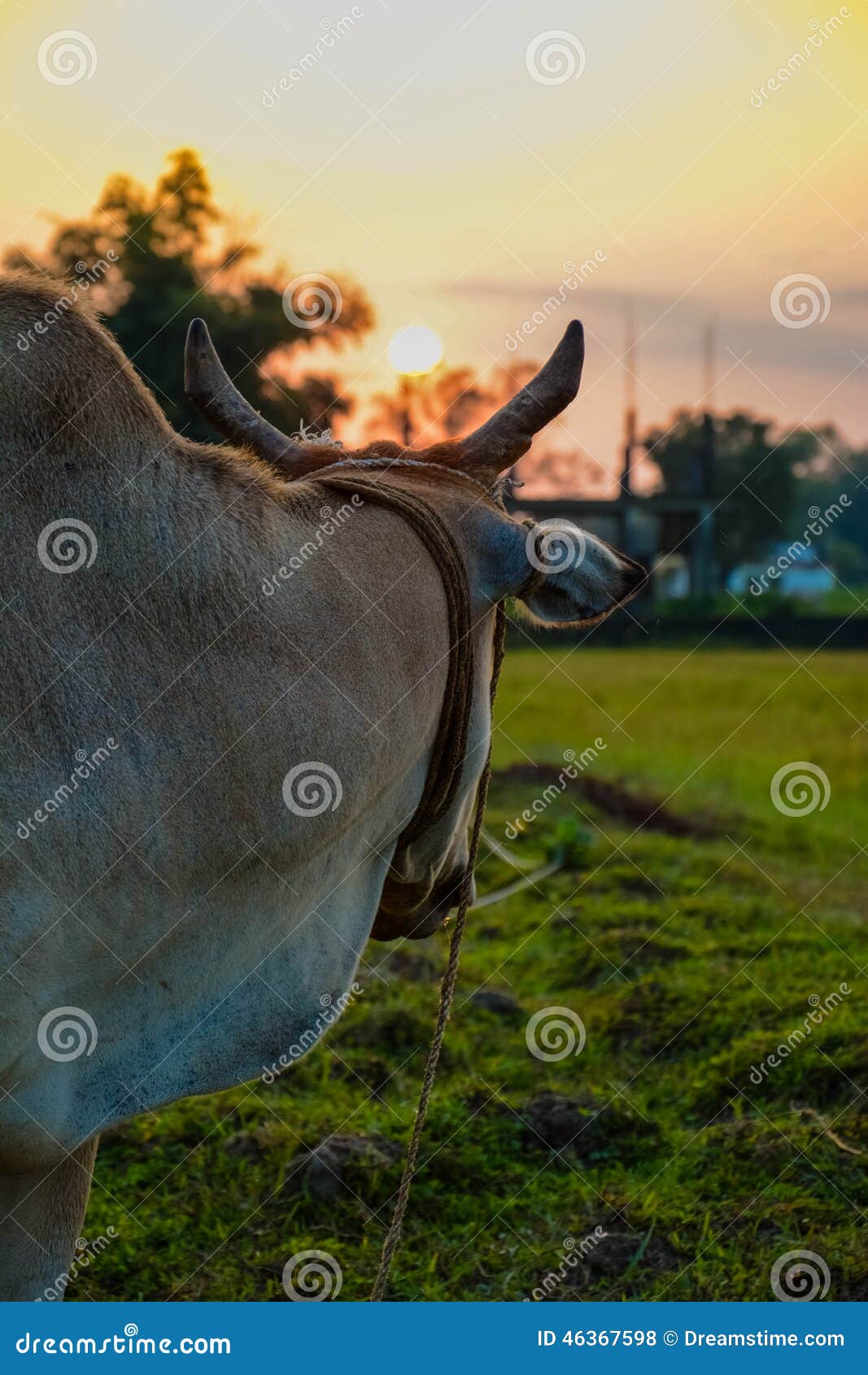 A Cow Gazing Towards Sunset Stock Photo - Image of beautiful, high ...
