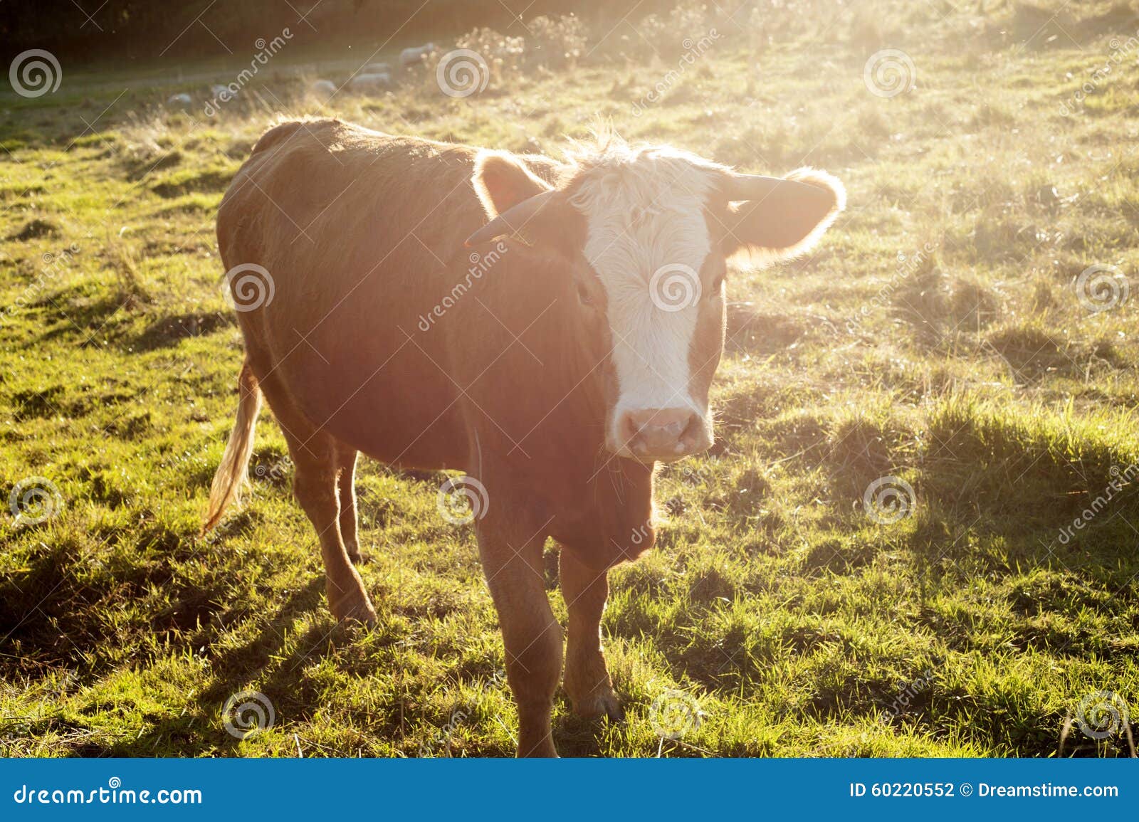 Sunset cow stock photo. Image of agriculture, cows, farm - 60220552