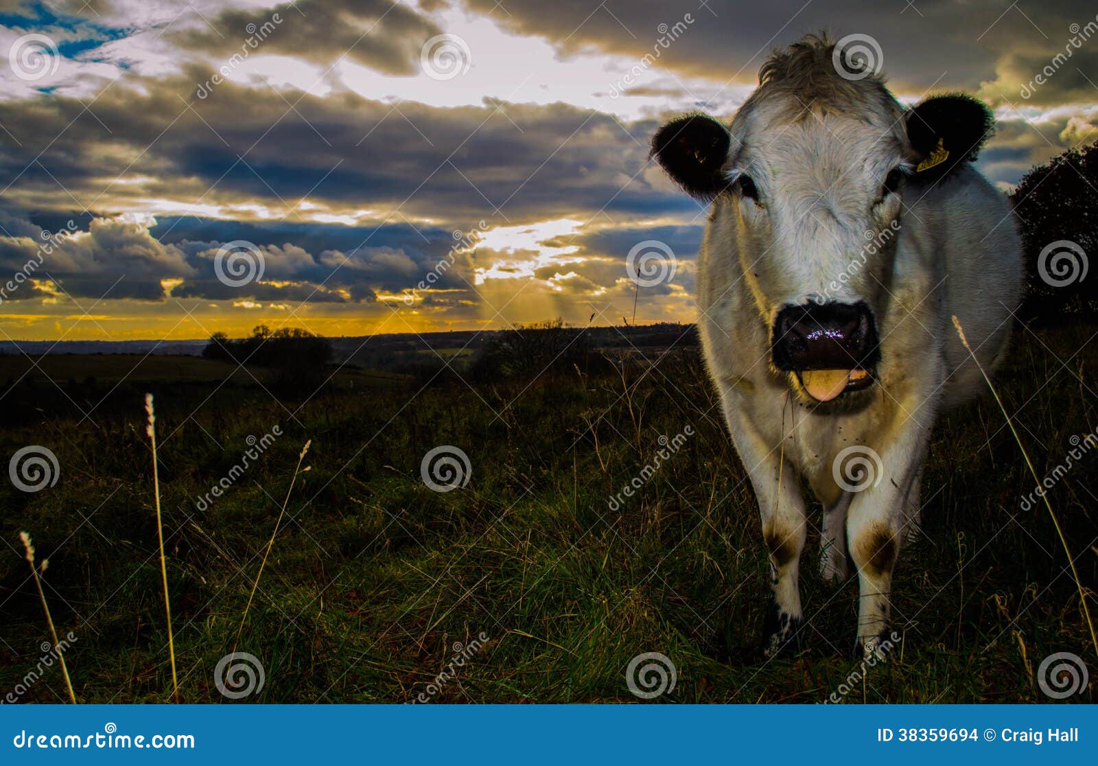 Sunset cow stock photo. Image of cloudscape, yellow, looking - 38359694