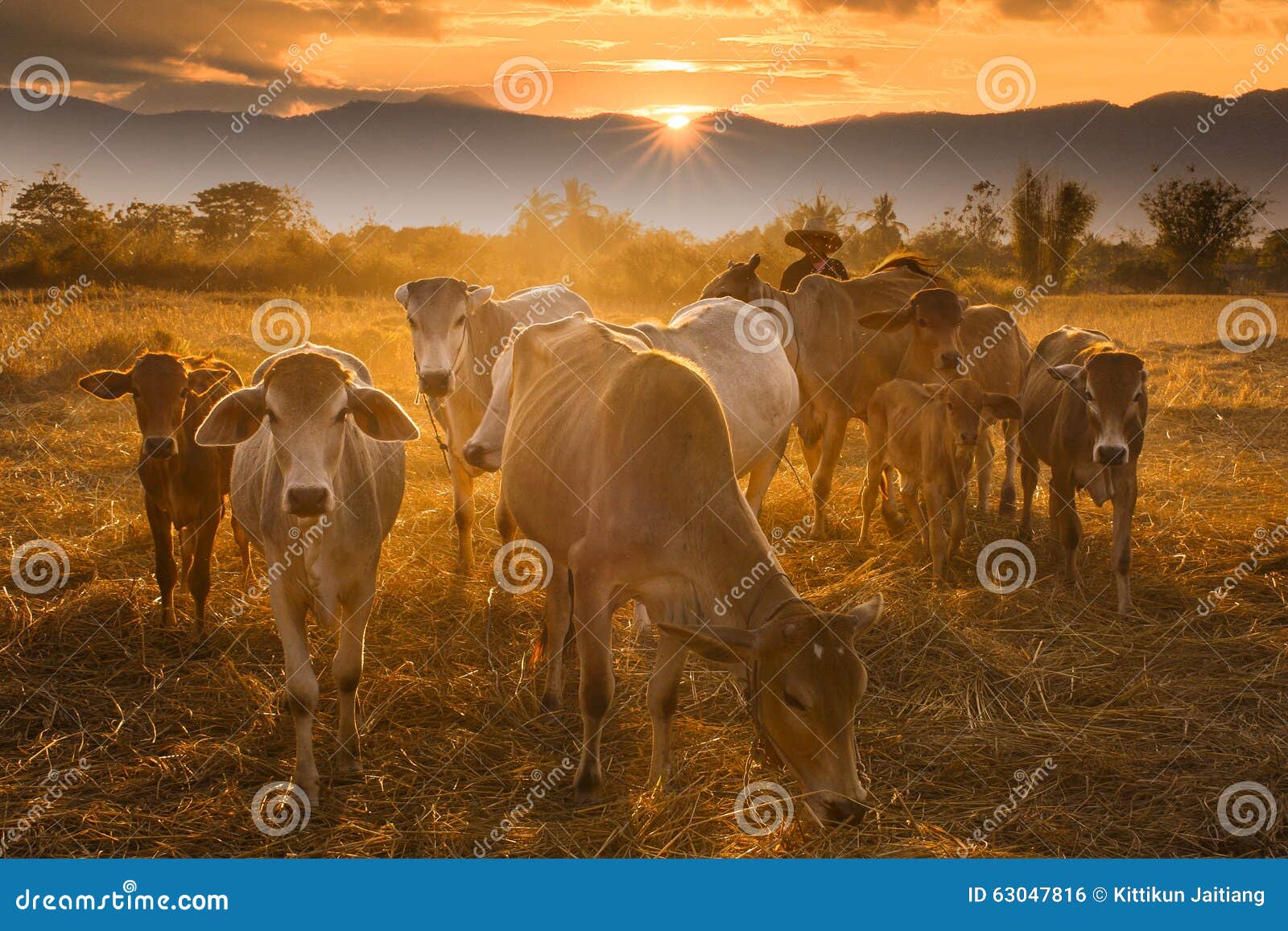 Sunset cowboy stock photo. Image of avoid, country, beautiful - 63047816
