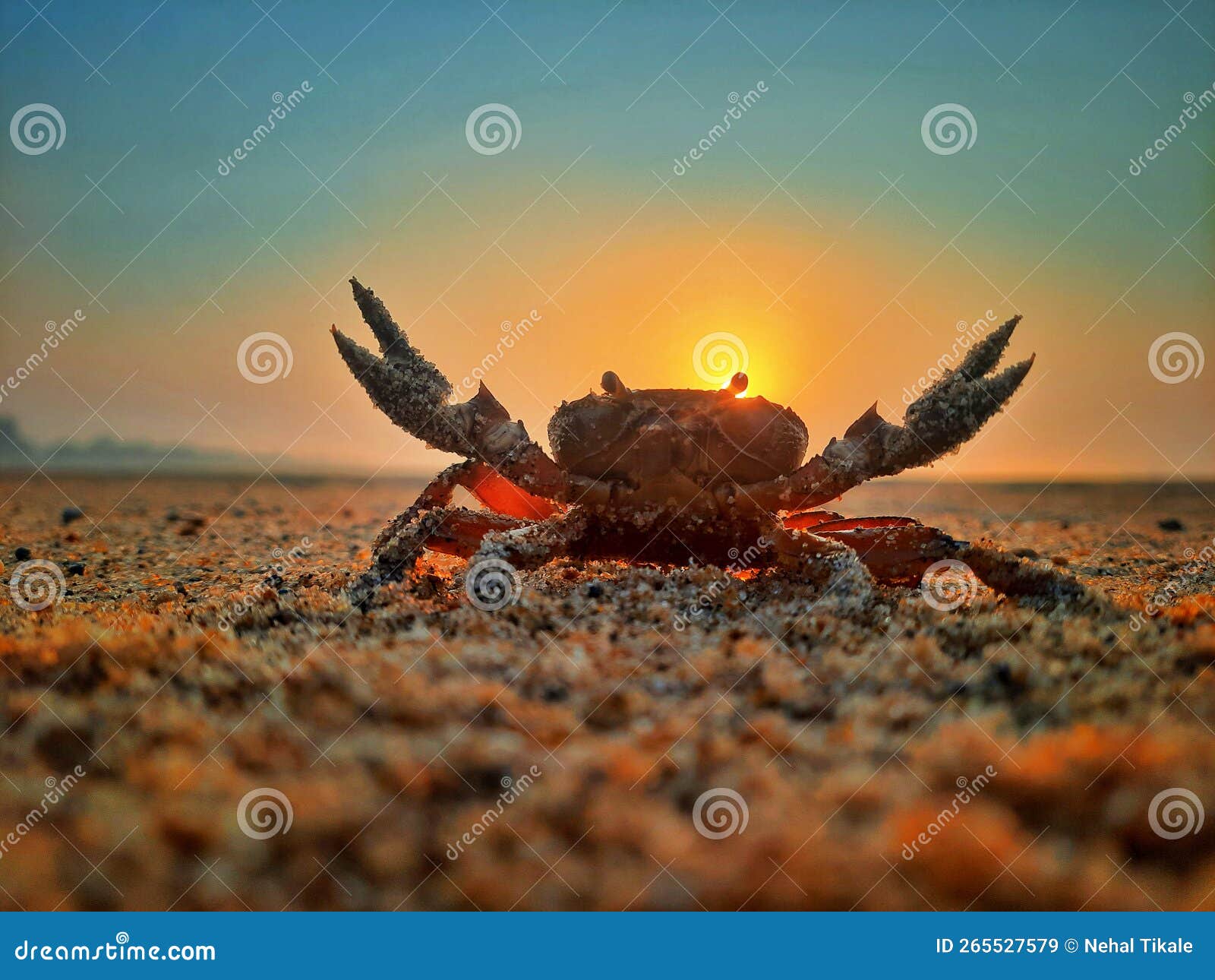 Sunset with crab stock image. Image of sunset, redcrab - 265527579