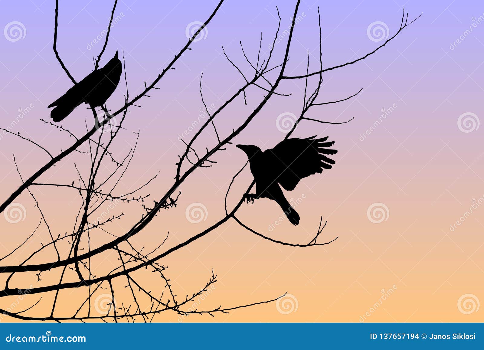 Sunset Crows stock vector. Illustration of silhouette - 137657194