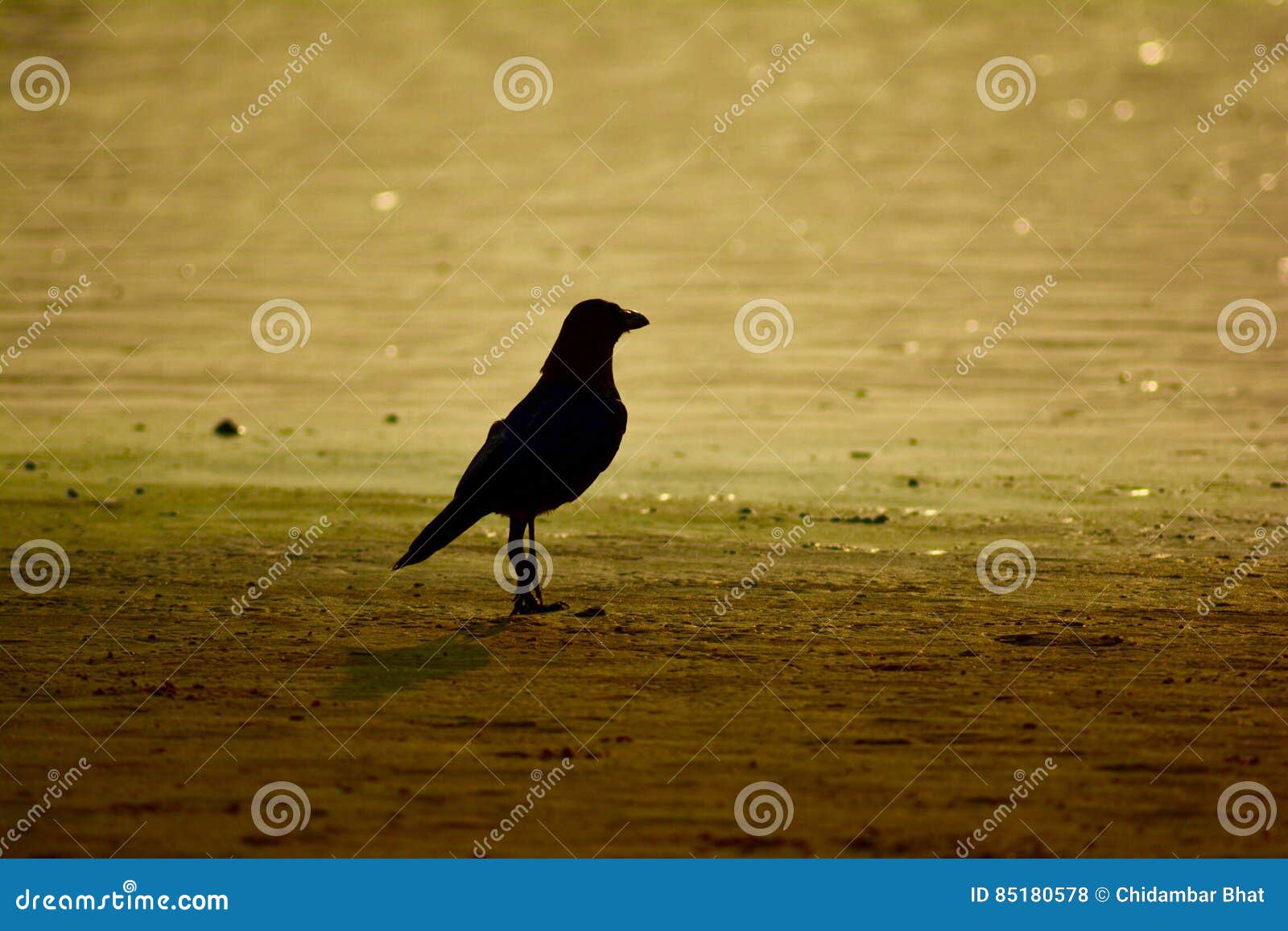 Sunset crow stock photo. Image of beach, watching, crow - 85180578