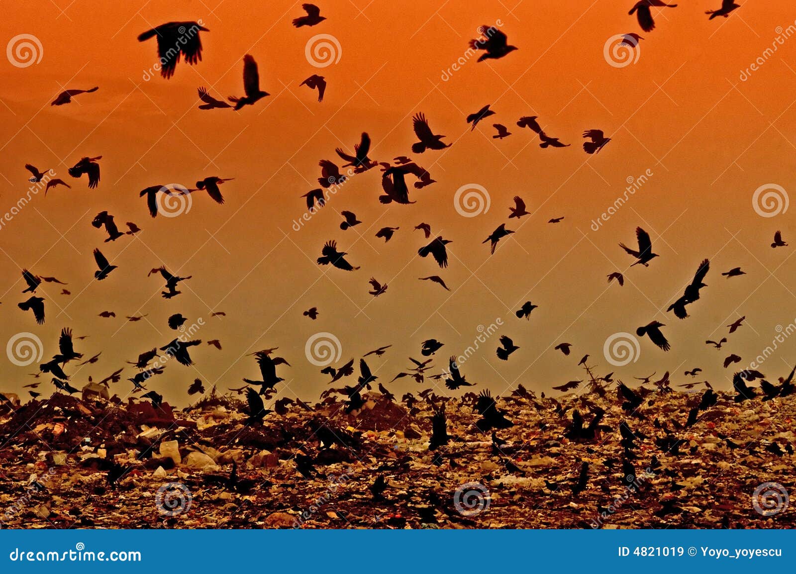 Sunset Crows stock image. Image of sunset, evening, beautiful - 4821019
