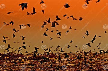 Sunset Crows stock image. Image of sunset, evening, beautiful - 4821019