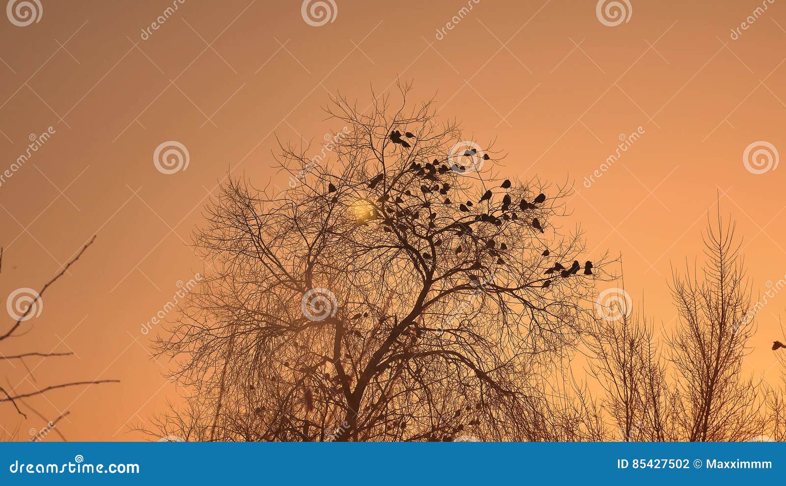 Sunset Crows Flock of Birds Sitting on the Tree Nature Winter Cold ...
