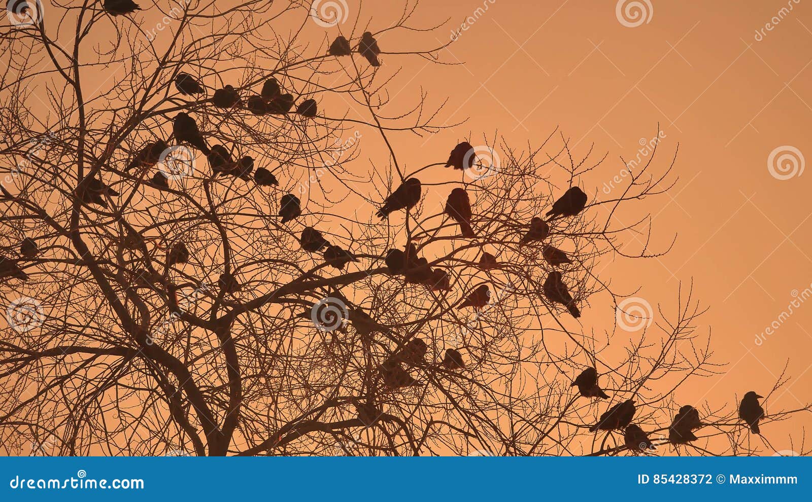 Sunset Crows Flock of Nature Birds Sitting on the Tree Winter Cold ...