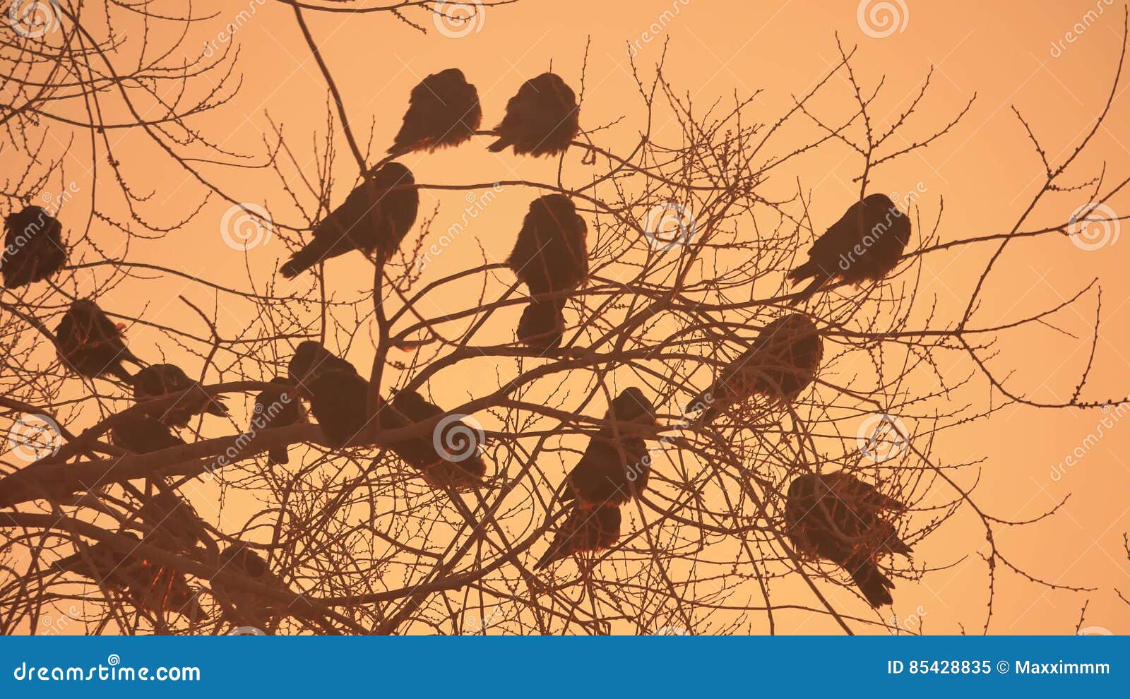 Sunset Crows Nature Flock of Birds Sitting on the Tree Winter Cold ...
