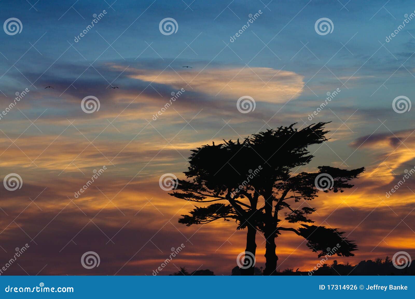 Sunset cypress stock photo. Image of pretty, beautiful - 17314926