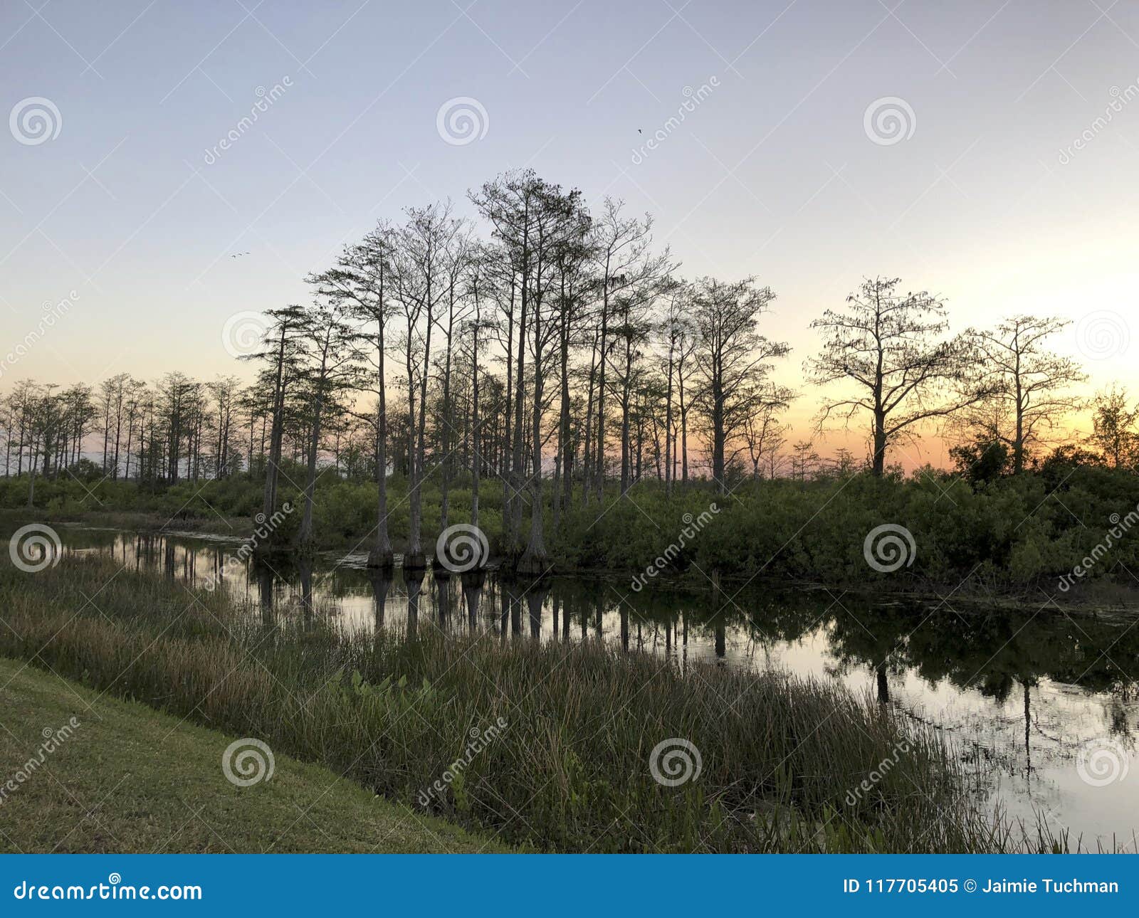 River at Sunset in the Swamp Stock Image - Image of lake, meadow: 117705405