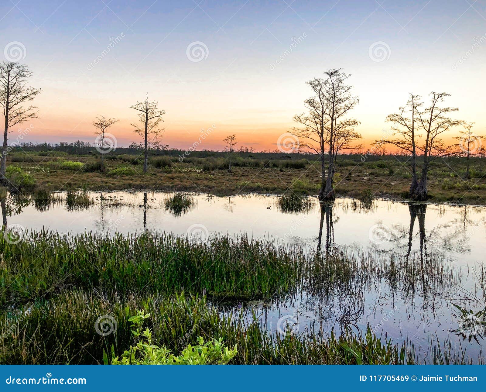River at Sunset in the Swamp Stock Image - Image of louisiana, remote ...
