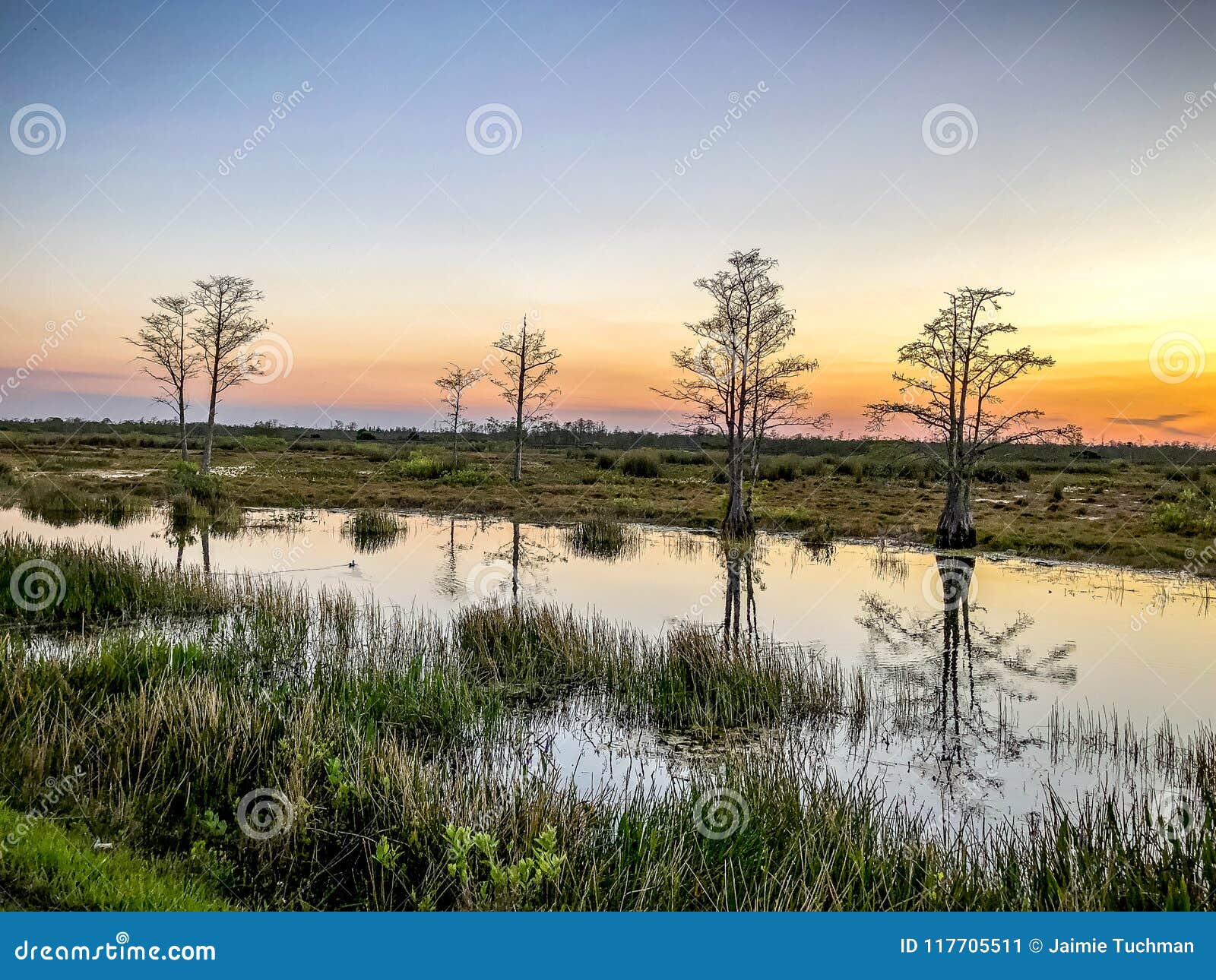 River at Sunset in the Swamp Stock Image - Image of blue, okeefenofee ...