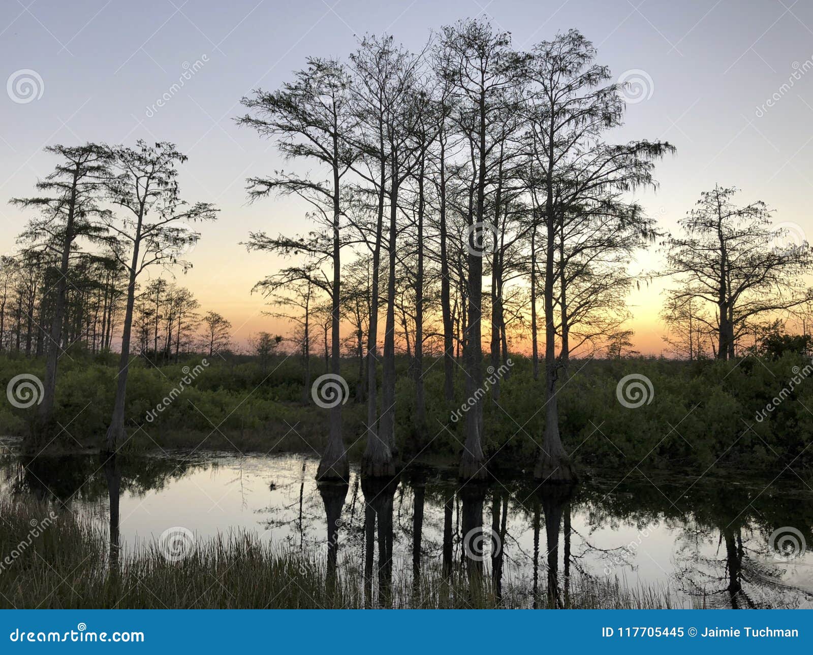 River at Sunset in the Swamp Stock Image - Image of meadow, everglades ...