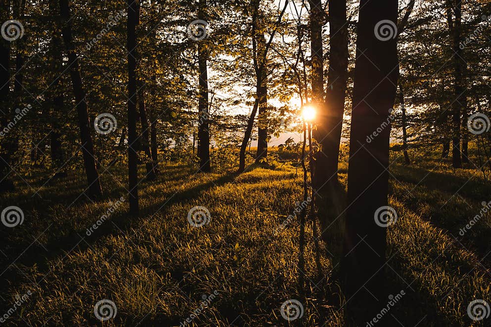 Sunset in the Czechia Spring Forest Stock Image - Image of dominant ...
