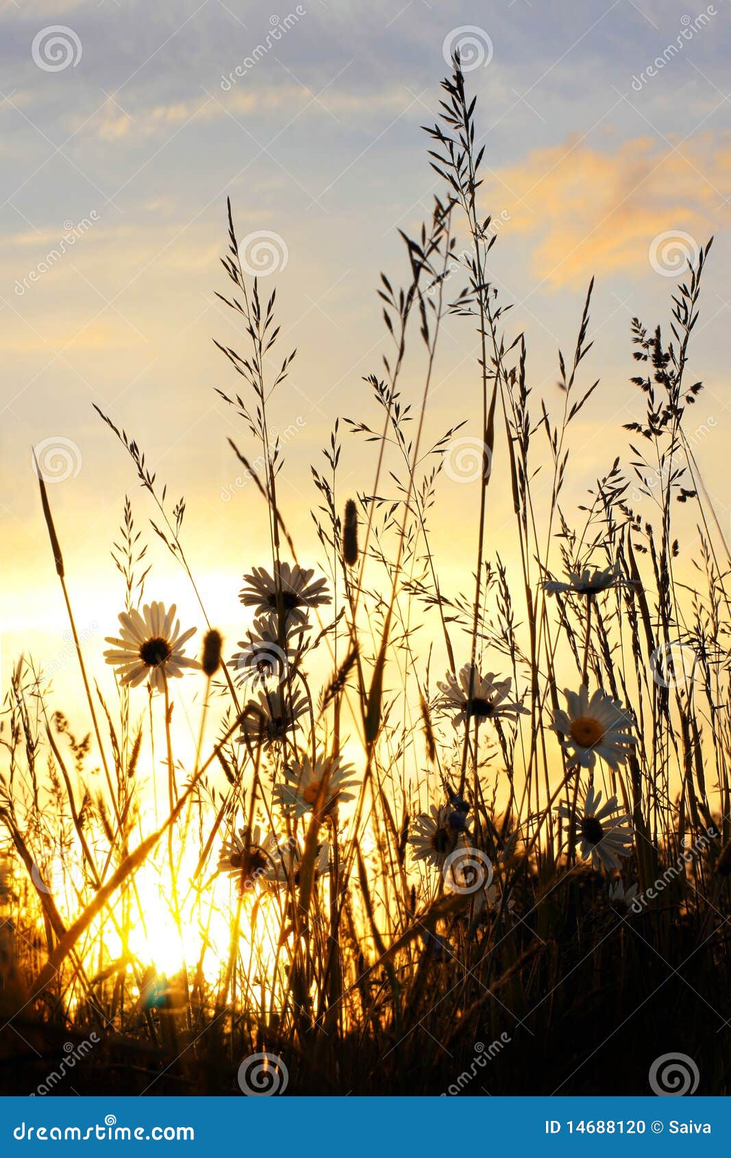 Daisy Field Sunset