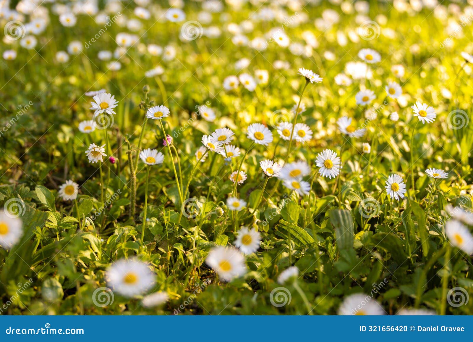 Sunset Daisy Flowers, Grado, Italy Stock Photo - Image of daisy, orange ...