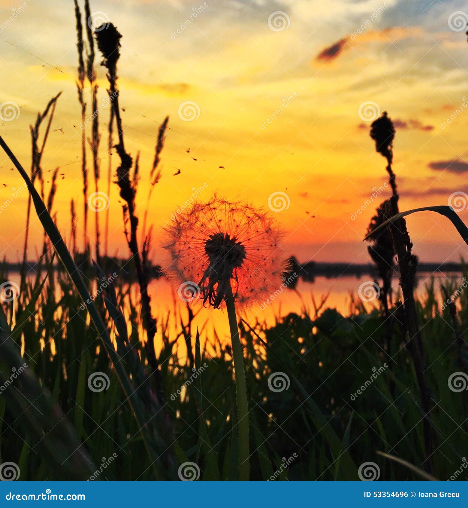 Sunset dandelion stock photo. Image of skies, lake, dandelion - 53354696
