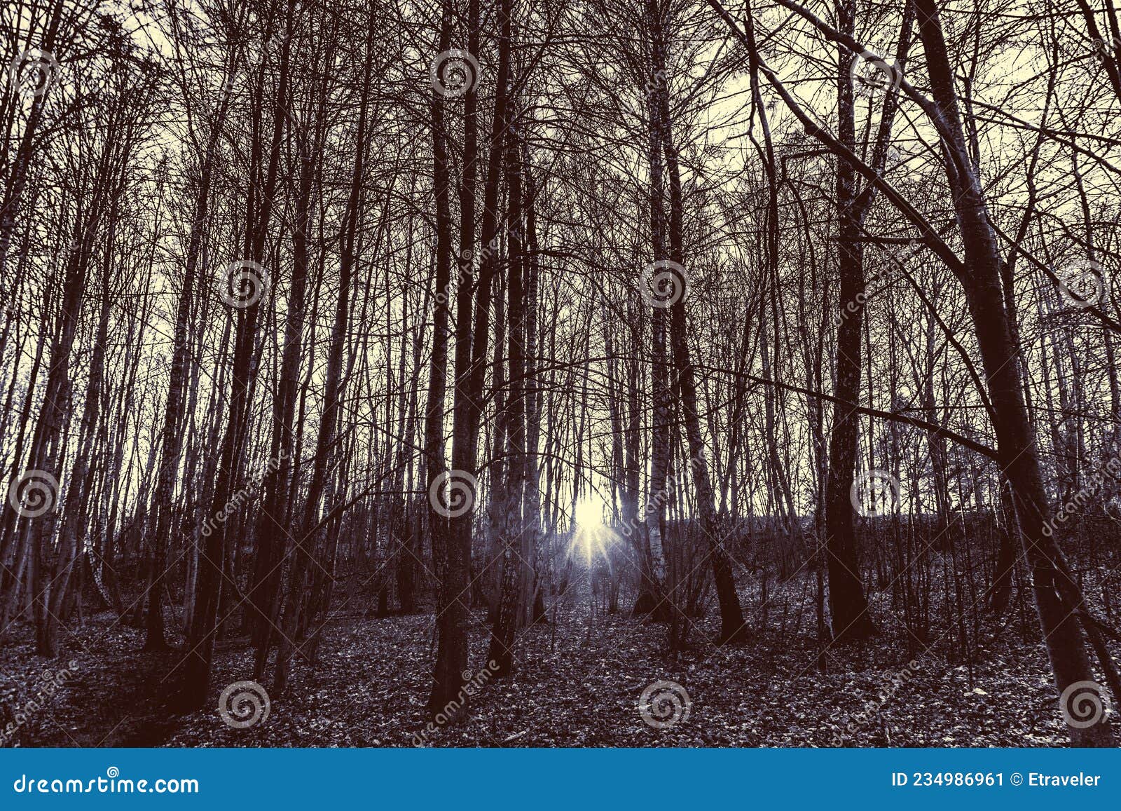 Sunset in the dark forest stock image. Image of woods - 234986961