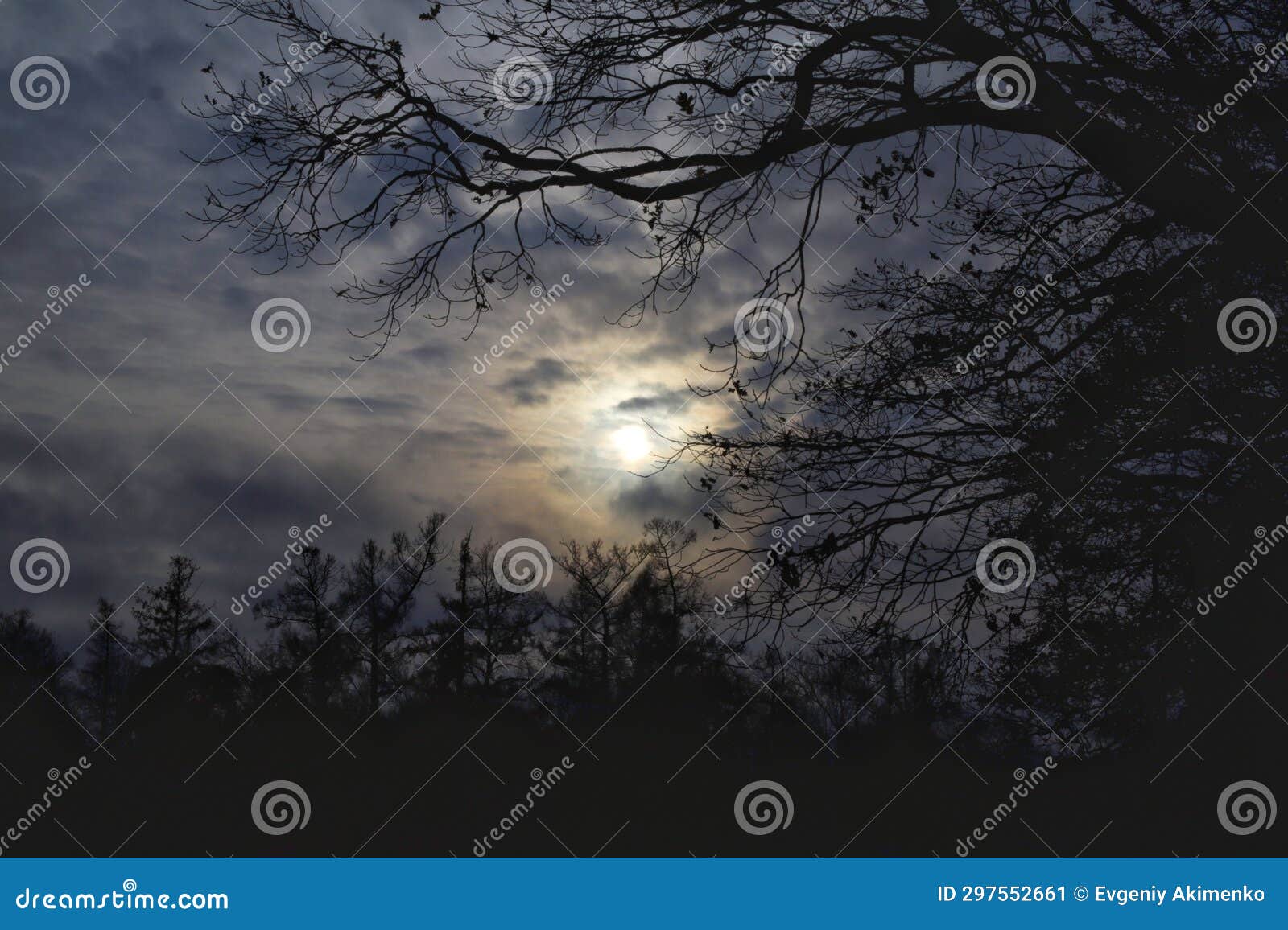 Sunset in a dark forest stock image. Image of sunlight - 297552661