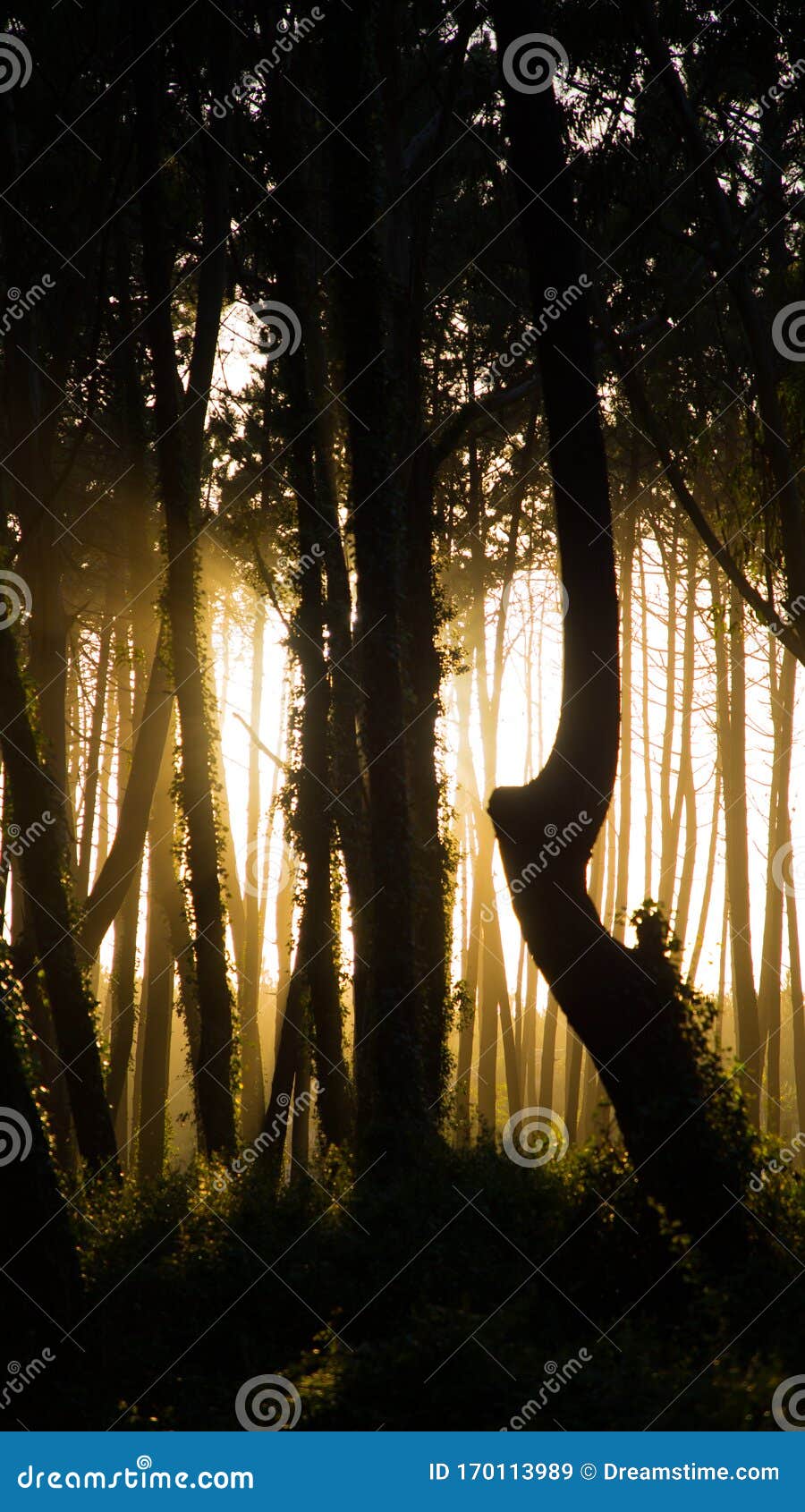 Sunset between a Dark Forest Stock Image - Image of natural, outdoor ...