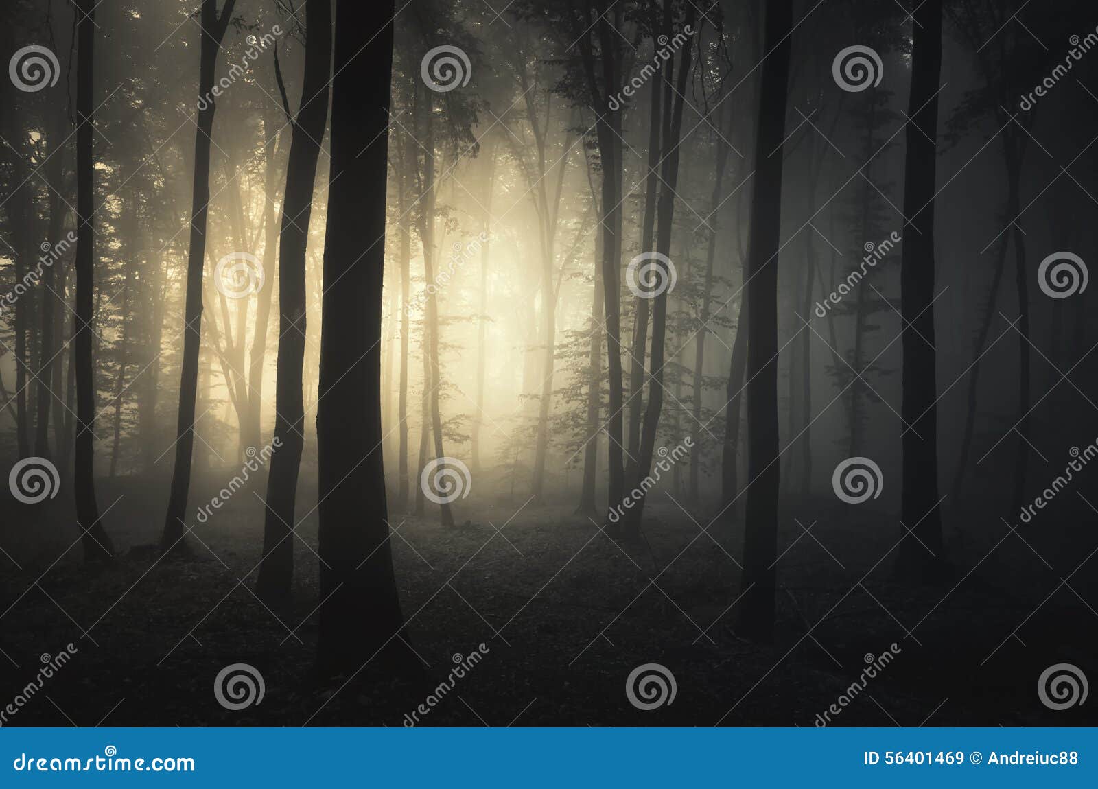 Sunset in a Dark Mysterious Forest with Fog Stock Image - Image of ...