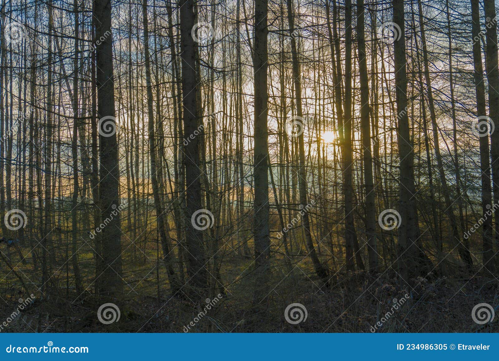 Sunset in the dark forest stock image. Image of landscape - 234986305