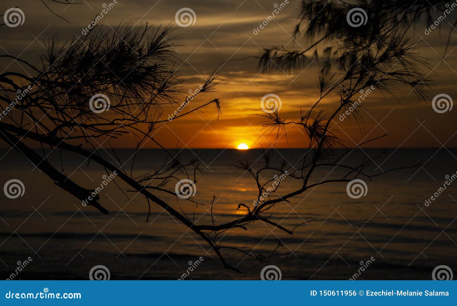 Sunset in Darwin Australia with Tree Stock Photo - Image of abstract ...