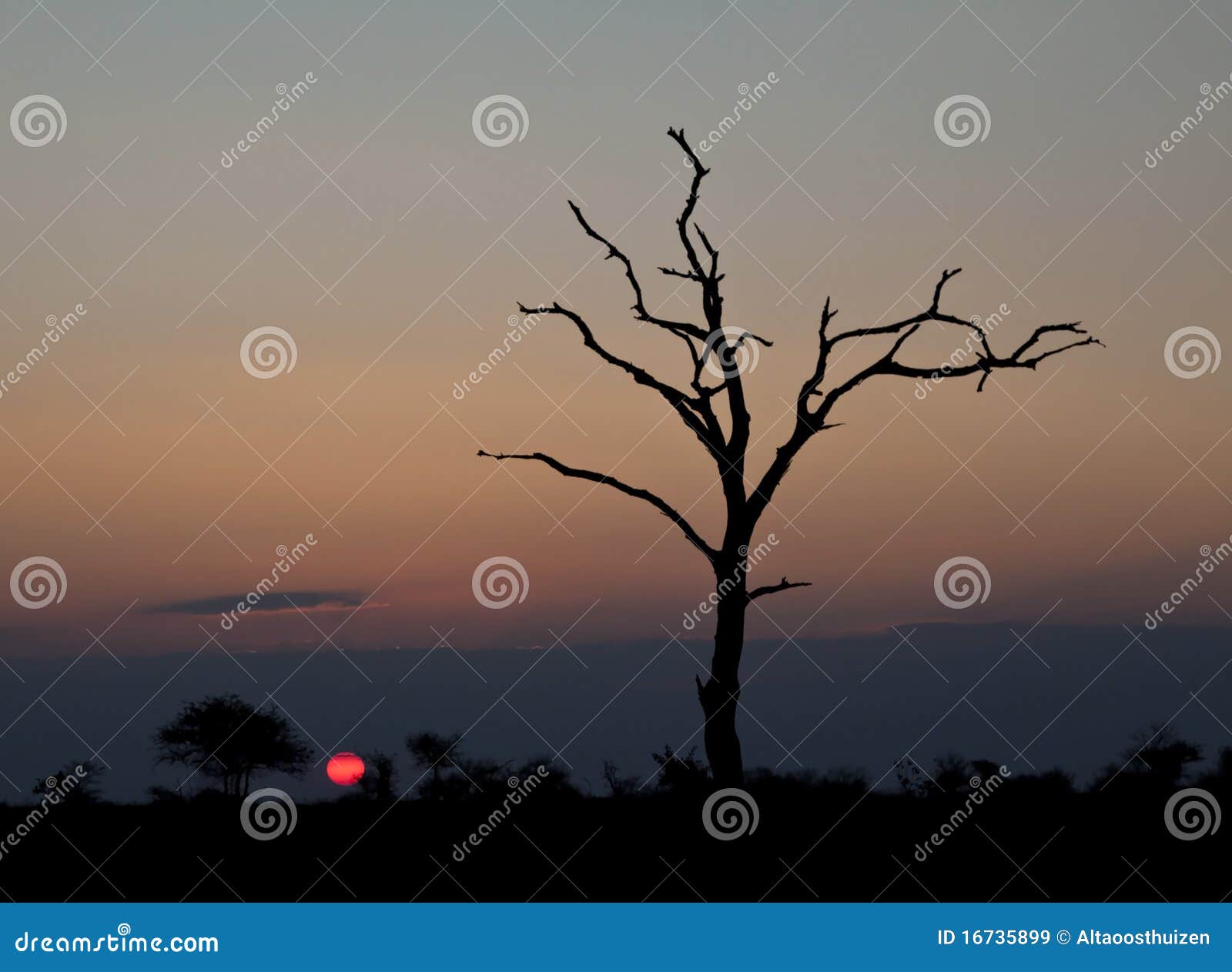 Sunset with dead tree stock image. Image of environment - 16735899