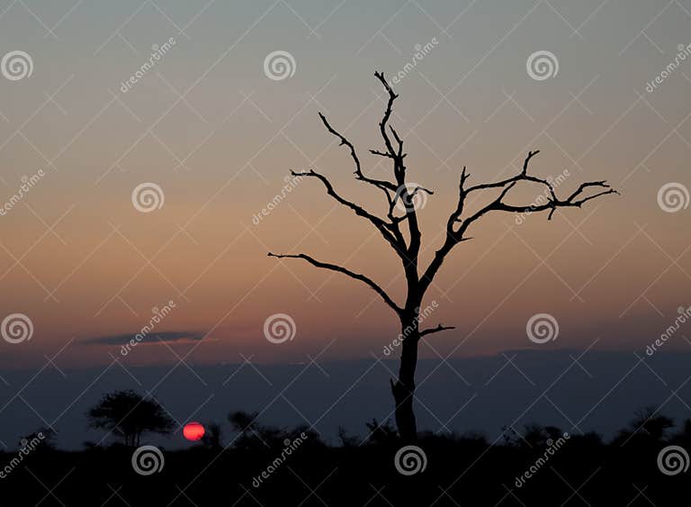 Sunset with dead tree stock image. Image of environment - 16735899