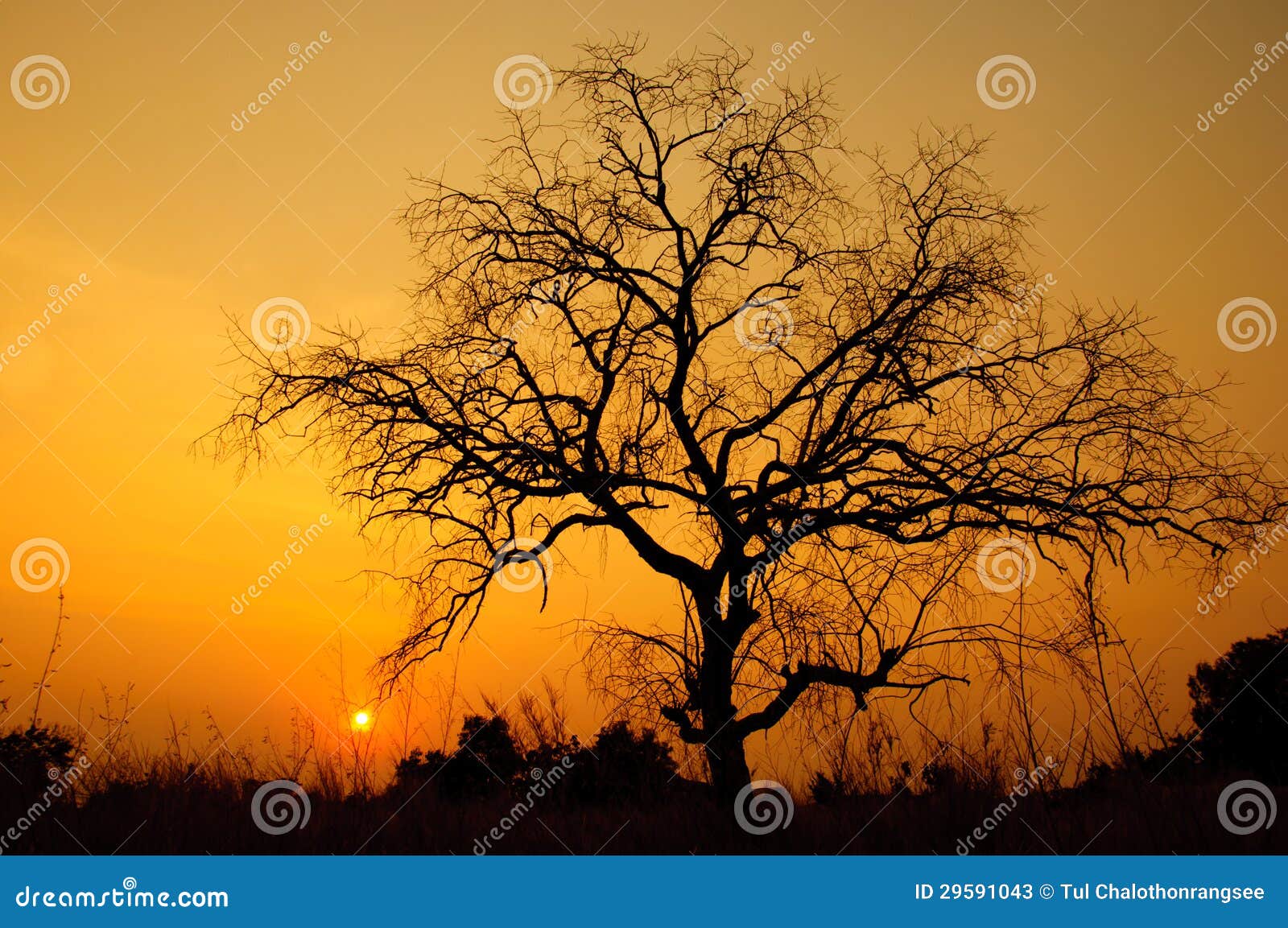Sunset with dead tree stock image. Image of dusk, forest - 29591043