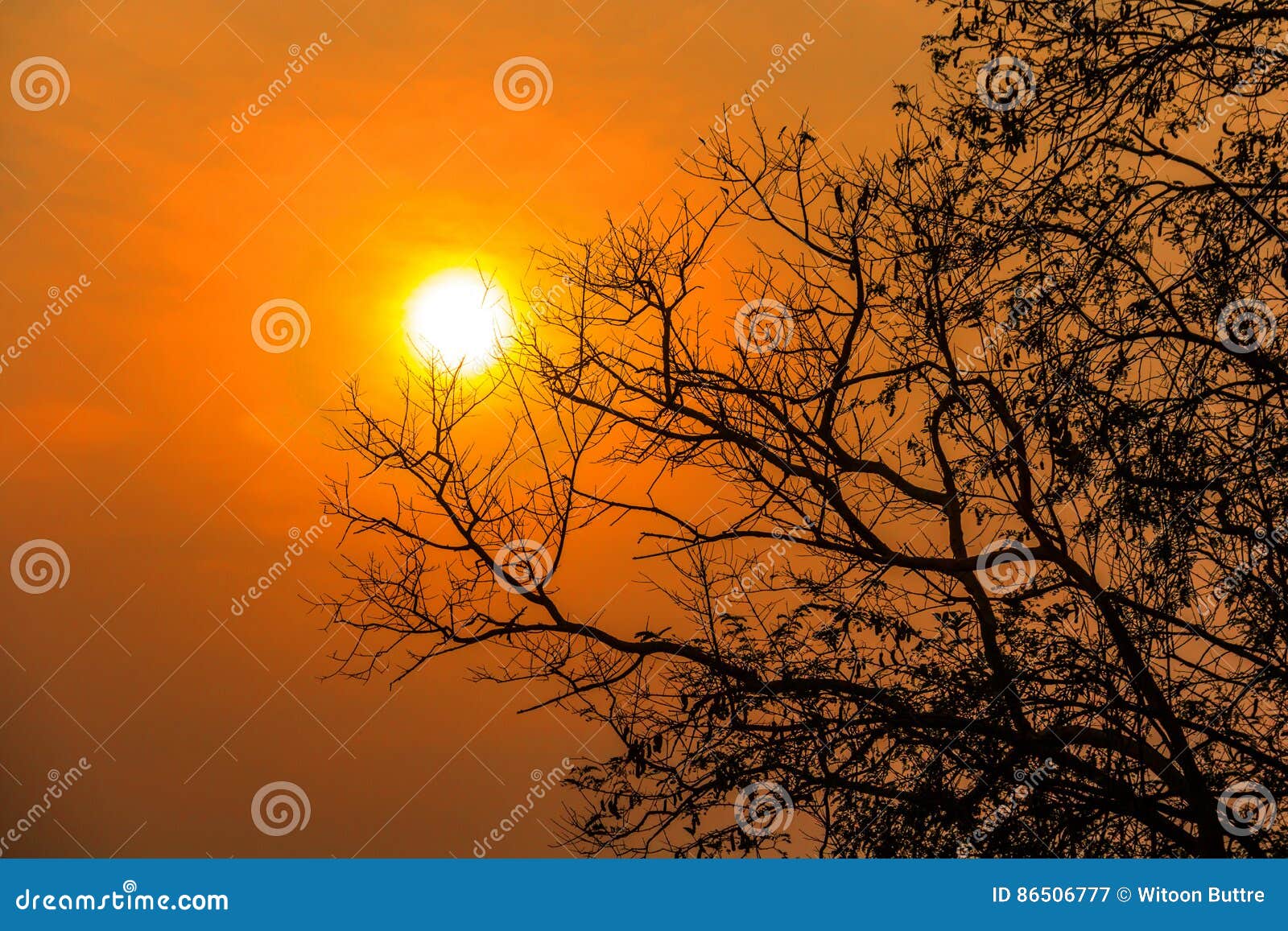 Sunset with dead tree, stock image. Image of golden, scenic - 86506777