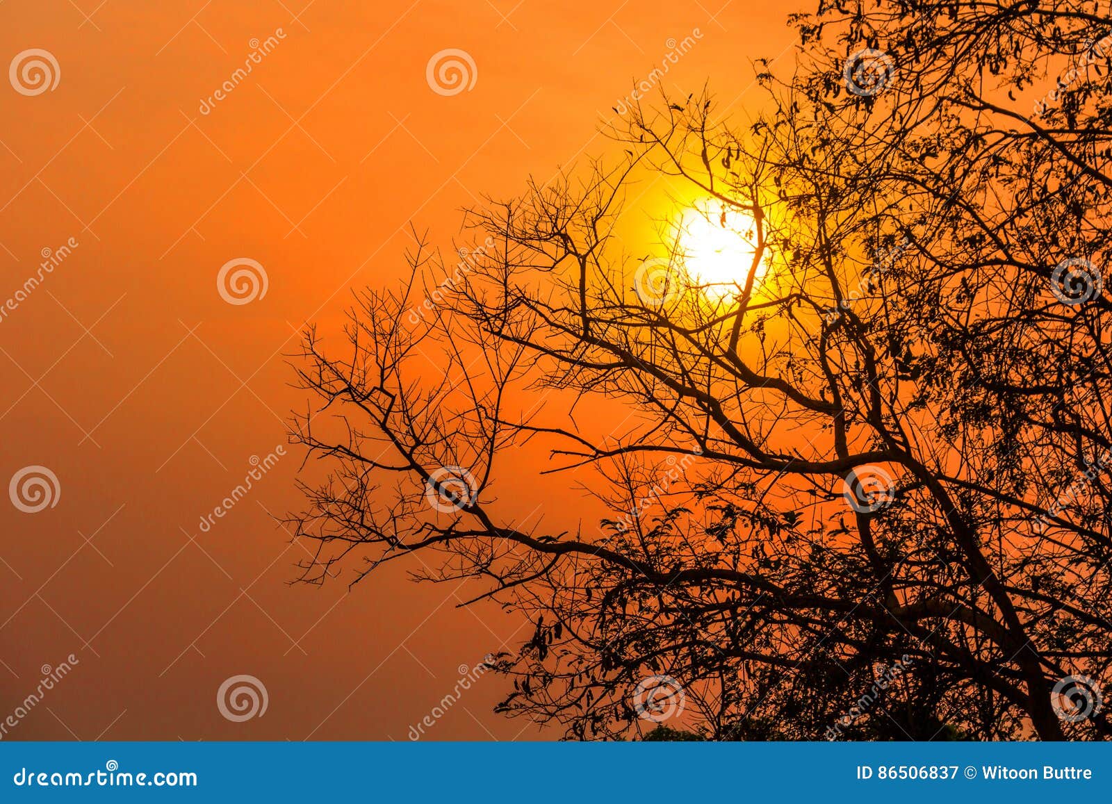 Sunset with dead tree, stock image. Image of landscape - 86506837