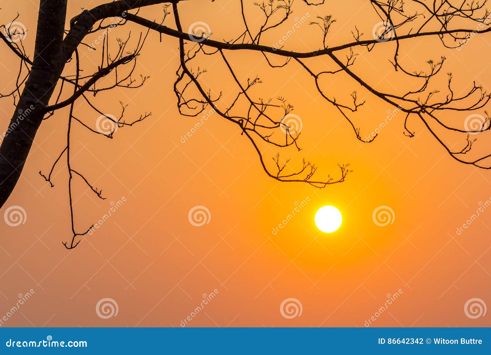 Sunset with dead tree, stock photo. Image of bush, sunrise - 86642342