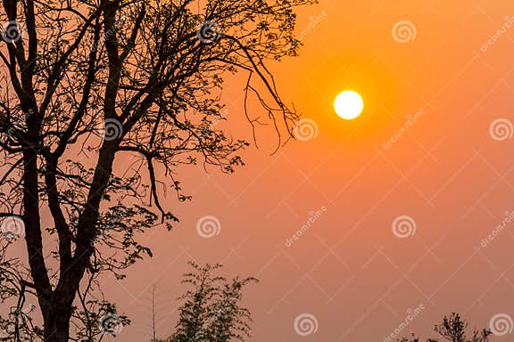 Sunset with dead tree, stock photo. Image of country - 86642456