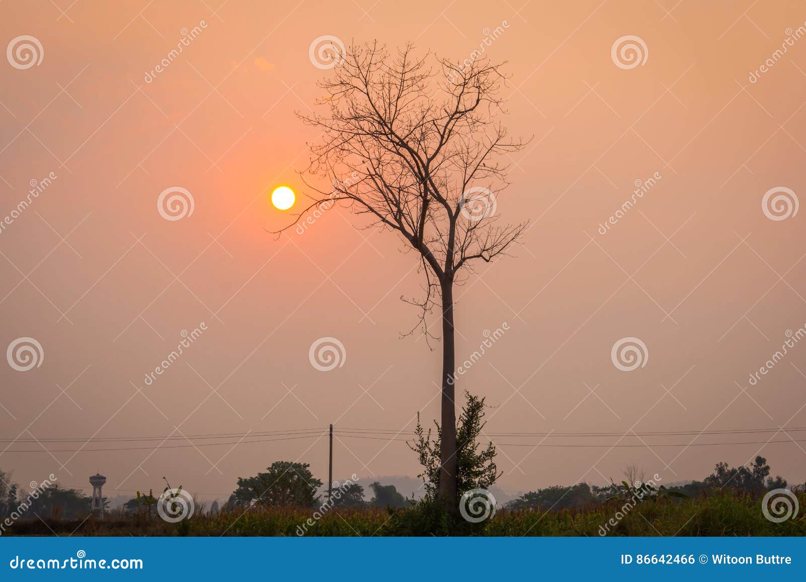 Sunset with dead tree, stock photo. Image of evening - 86642466