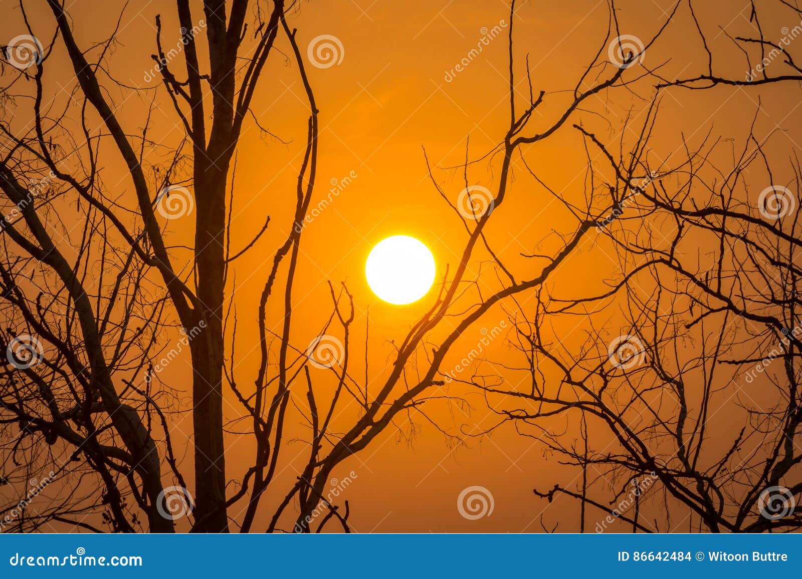 Sunset with dead tree, stock photo. Image of scenic, orange - 86642484