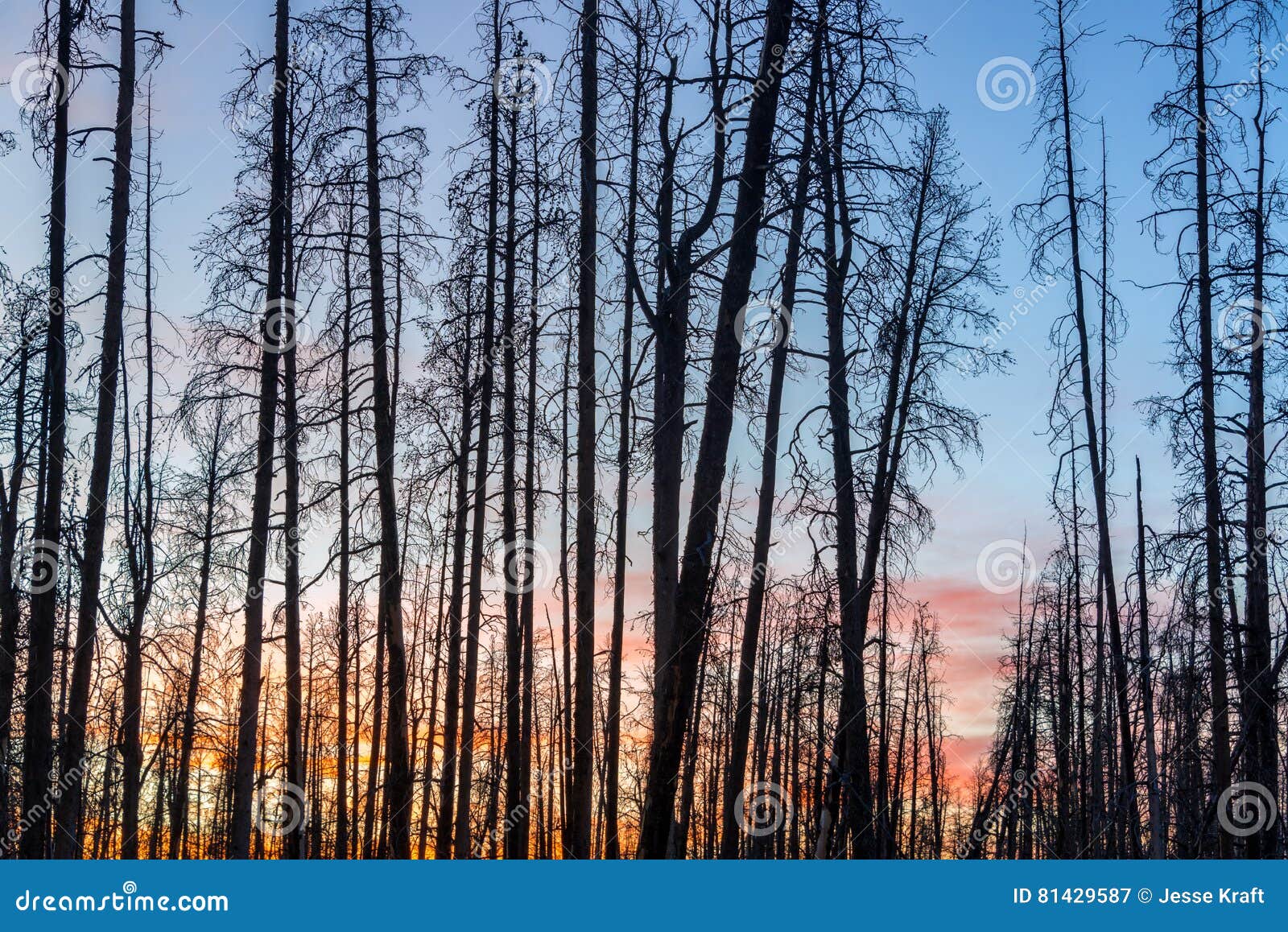 Sunset through Dead Trees stock image. Image of america - 81429587
