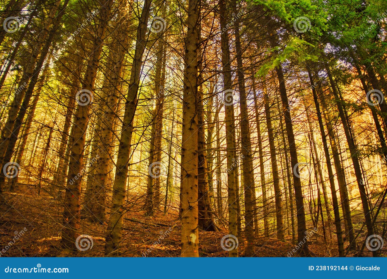 Sunset in the Deep Wild Forest Stock Photo - Image of autumn, hiking ...