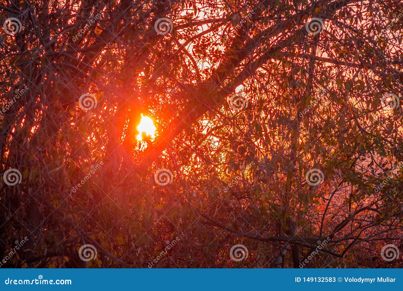Sunset in Dense Forest. Red Sky Behind Dense Trees in the Woods during ...