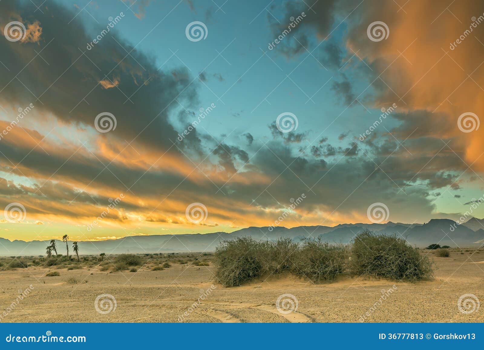 Sunset at the Desert , Eilat Israel Stock Image - Image of bushes, palm ...