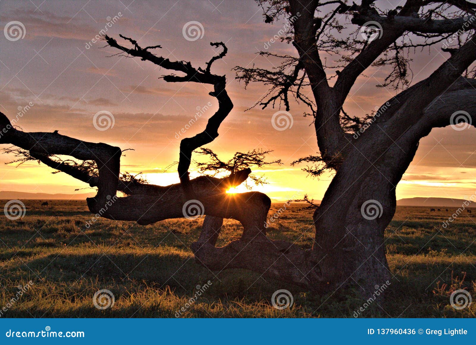 Sunset at Devils Tree on the Serengeti Stock Photo - Image of ground ...