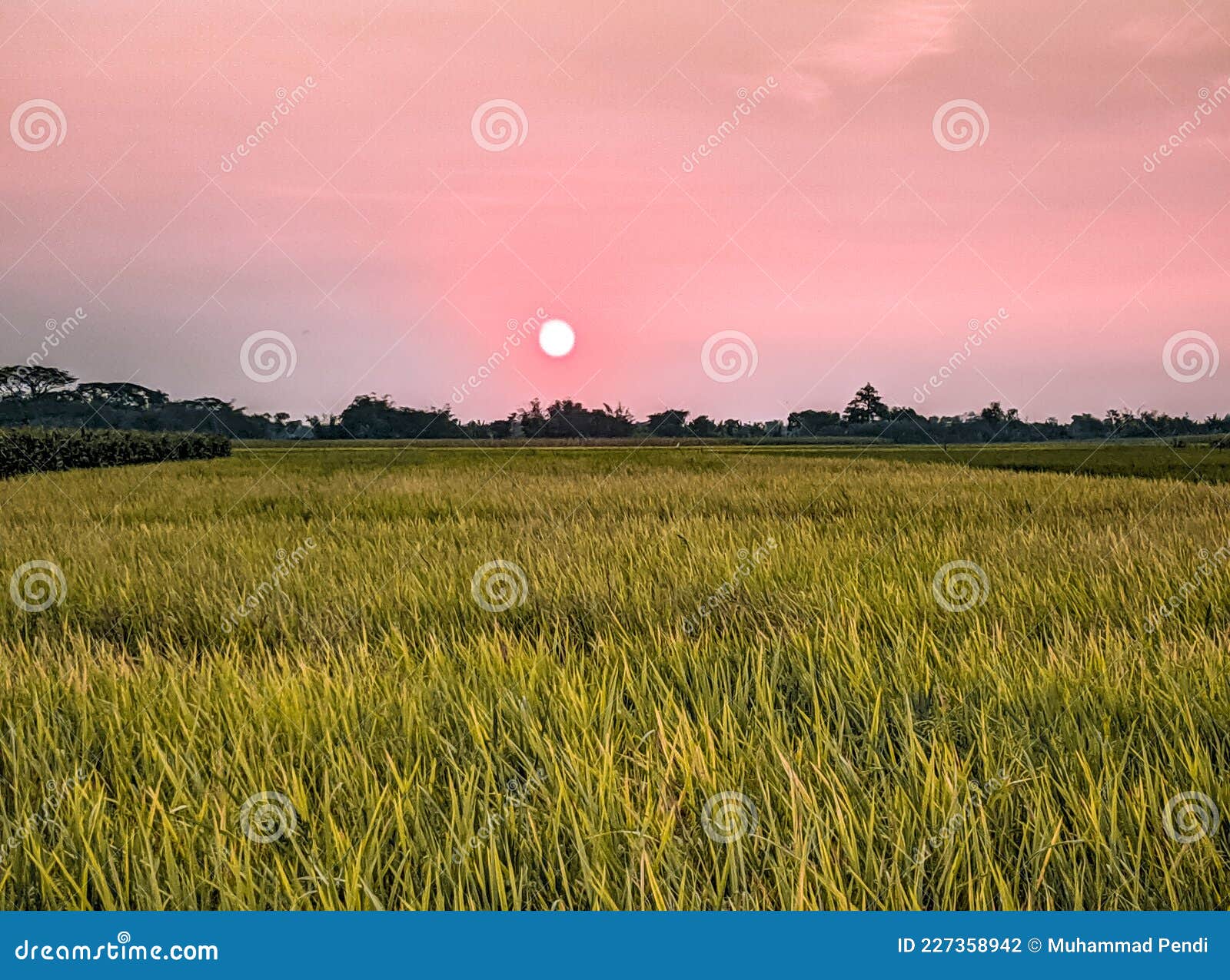 Sunset di sawah. stock photo. Image of tree, sawah, landscape - 227358942