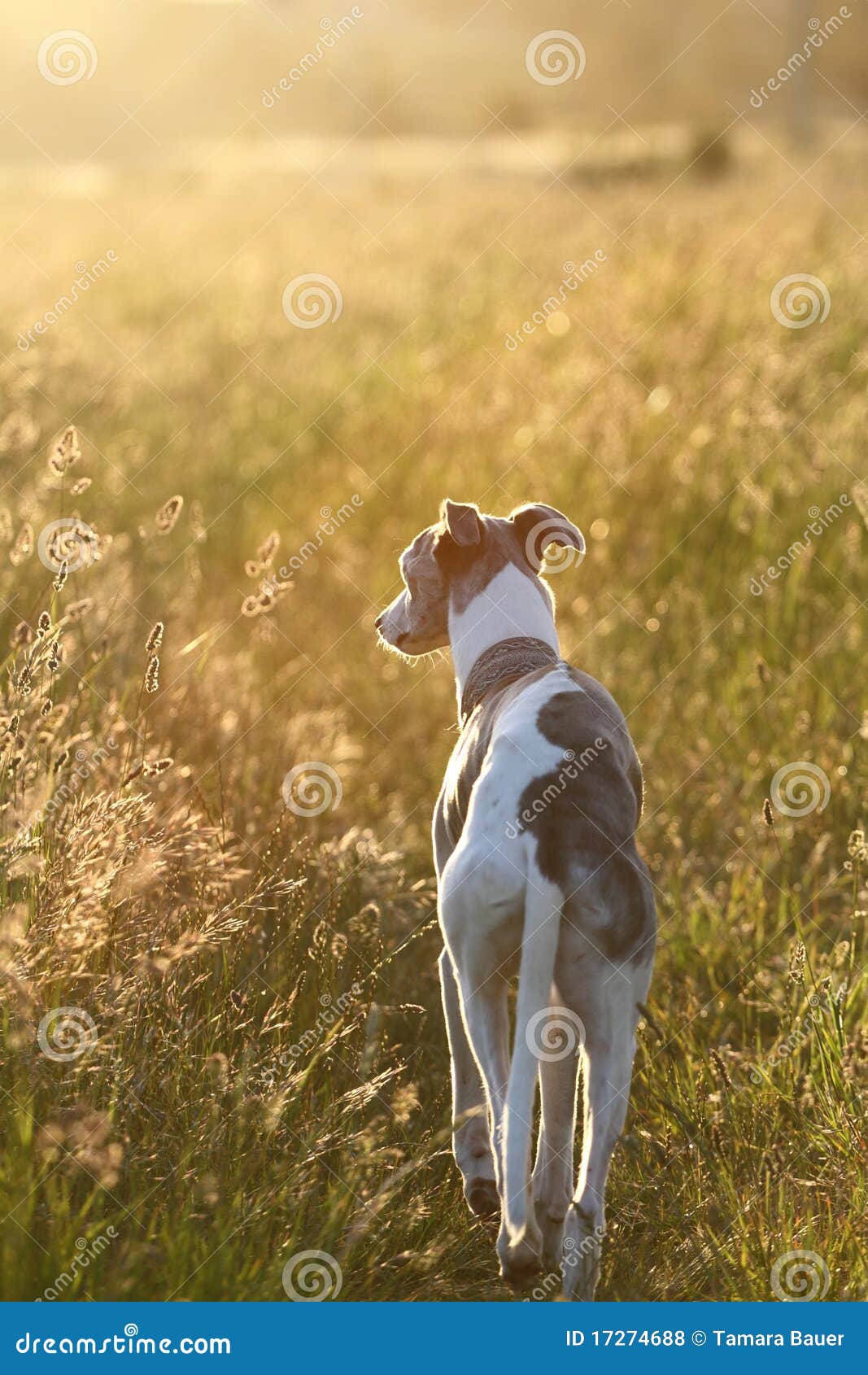 Sunset dog stock photo. Image of movement, attentive - 17274688