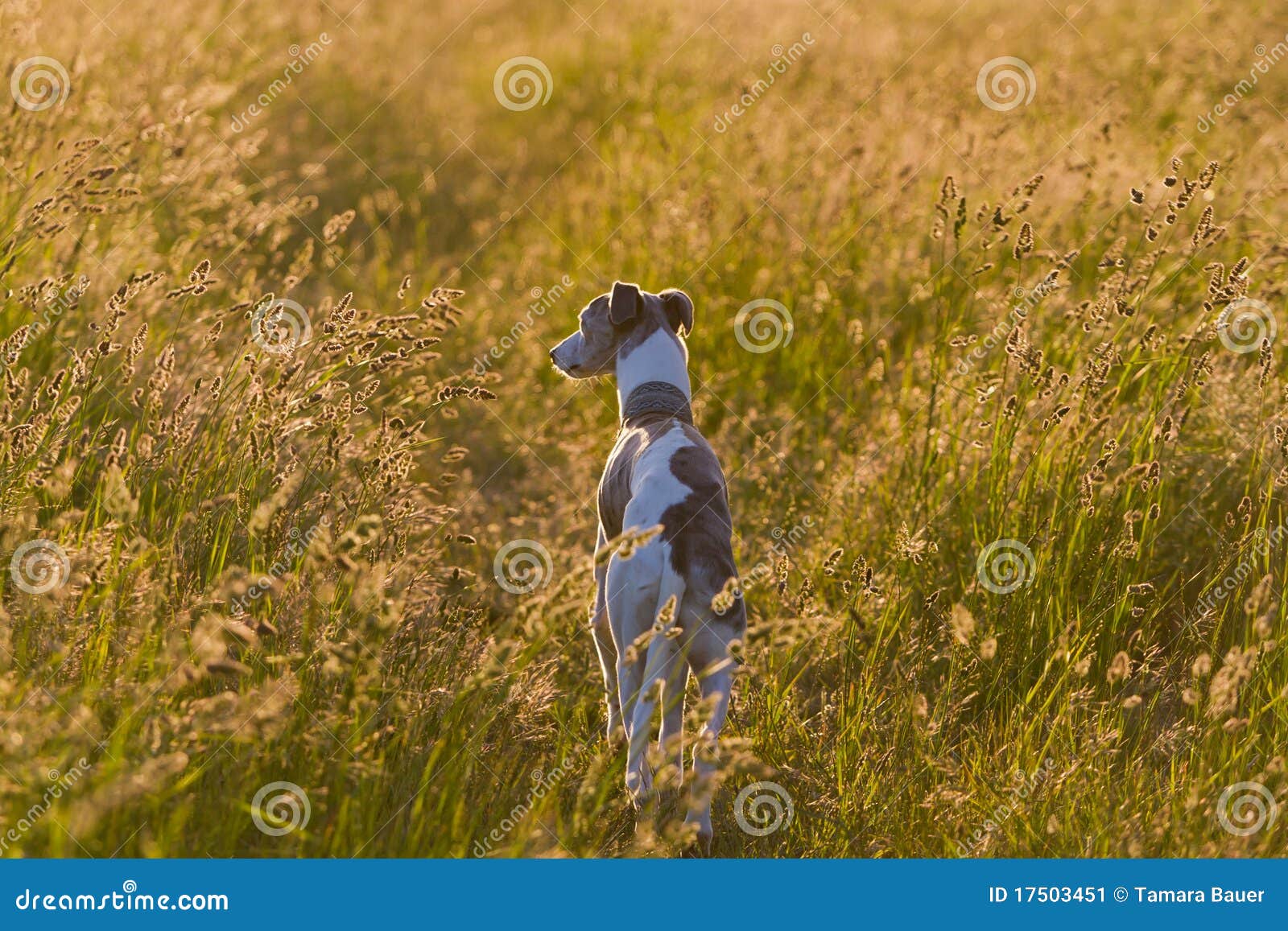 Sunset and dog stock image. Image of backlit, domestic - 17503451
