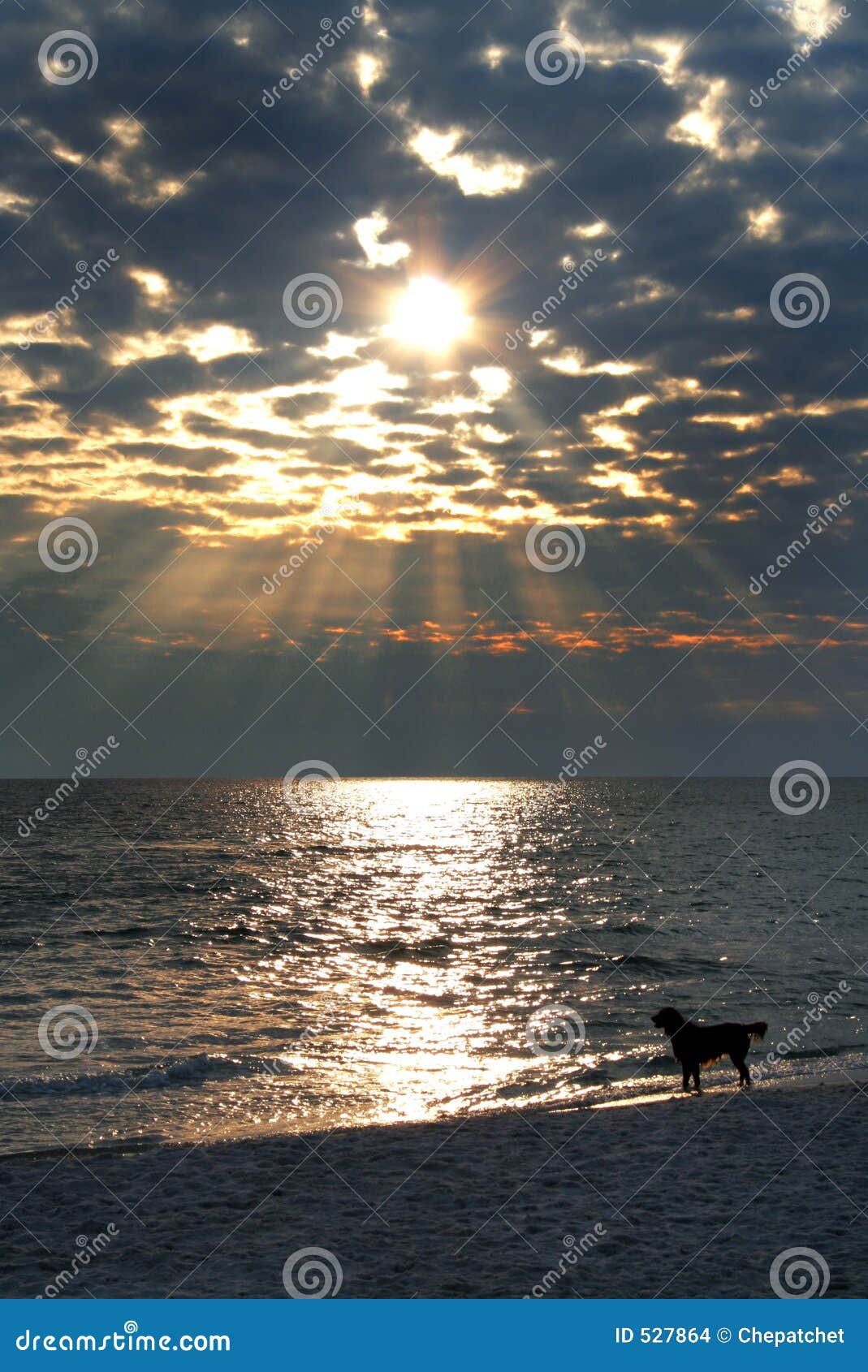 Sunset dog stock photo. Image of atmosphere, blue, animal - 527864