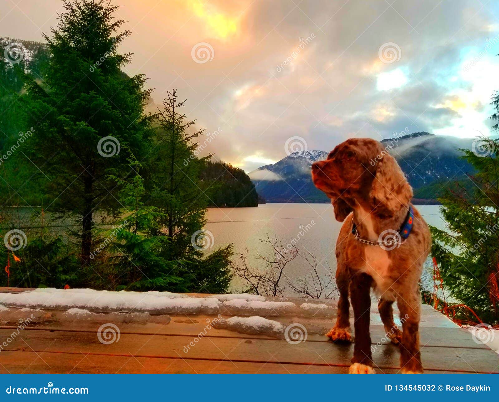 Sunset dog stock photo. Image of spaniel, west, coast - 134545032