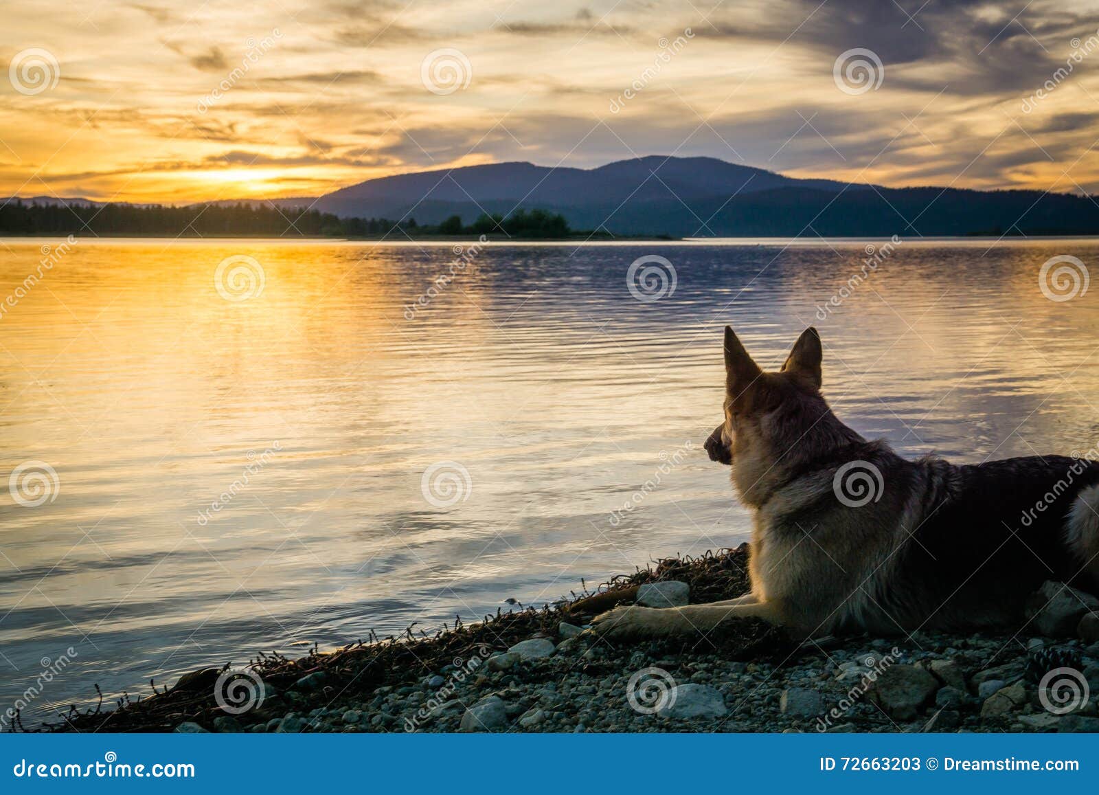 Sunset, dog, and lake. stock image. Image of watches - 72663203