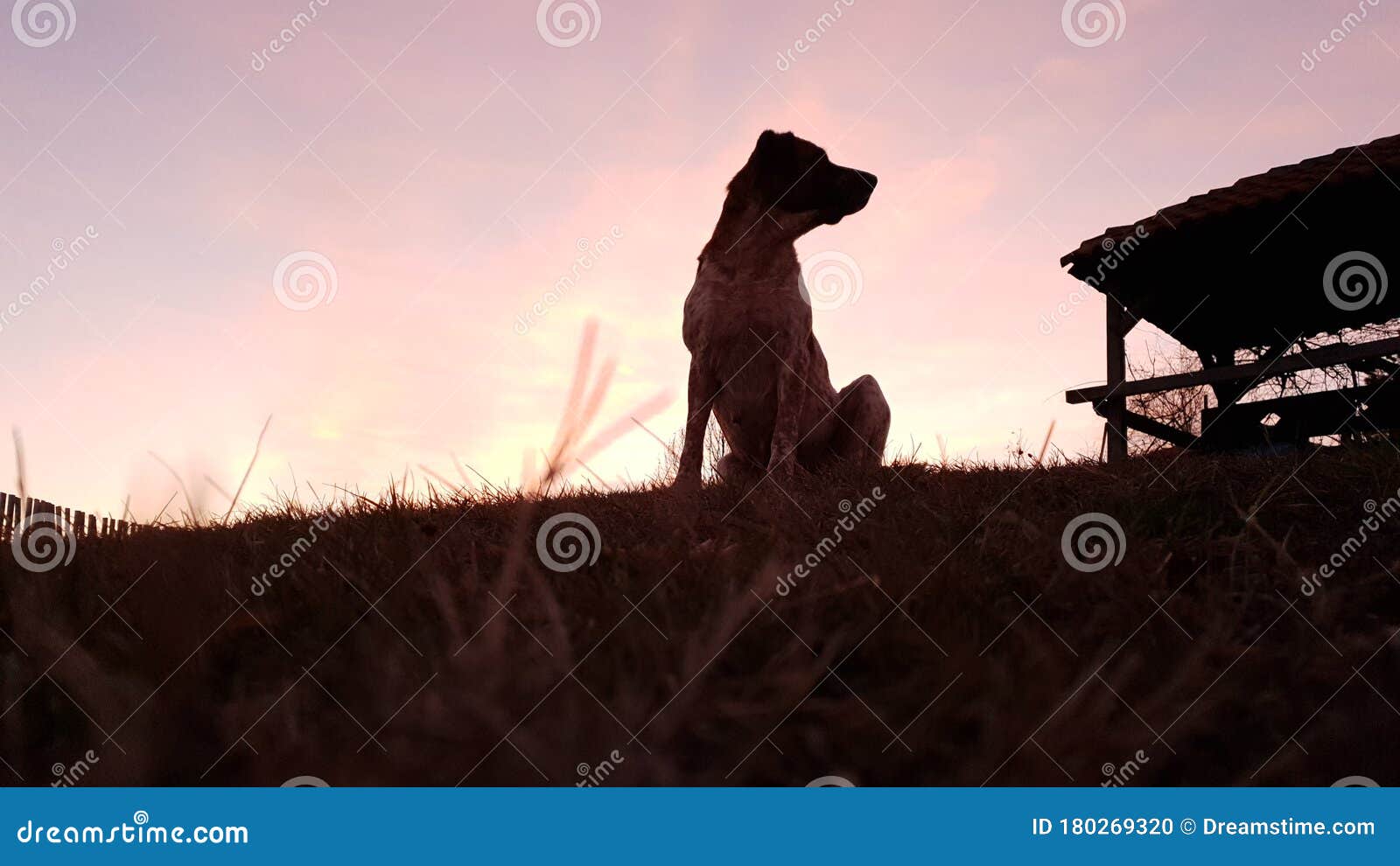 Sunset with dog silhouette stock photo. Image of painting - 180269320